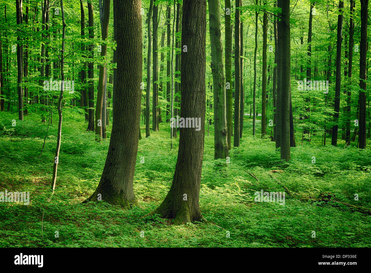 Hainich national park hi-res stock photography and images - Alamy