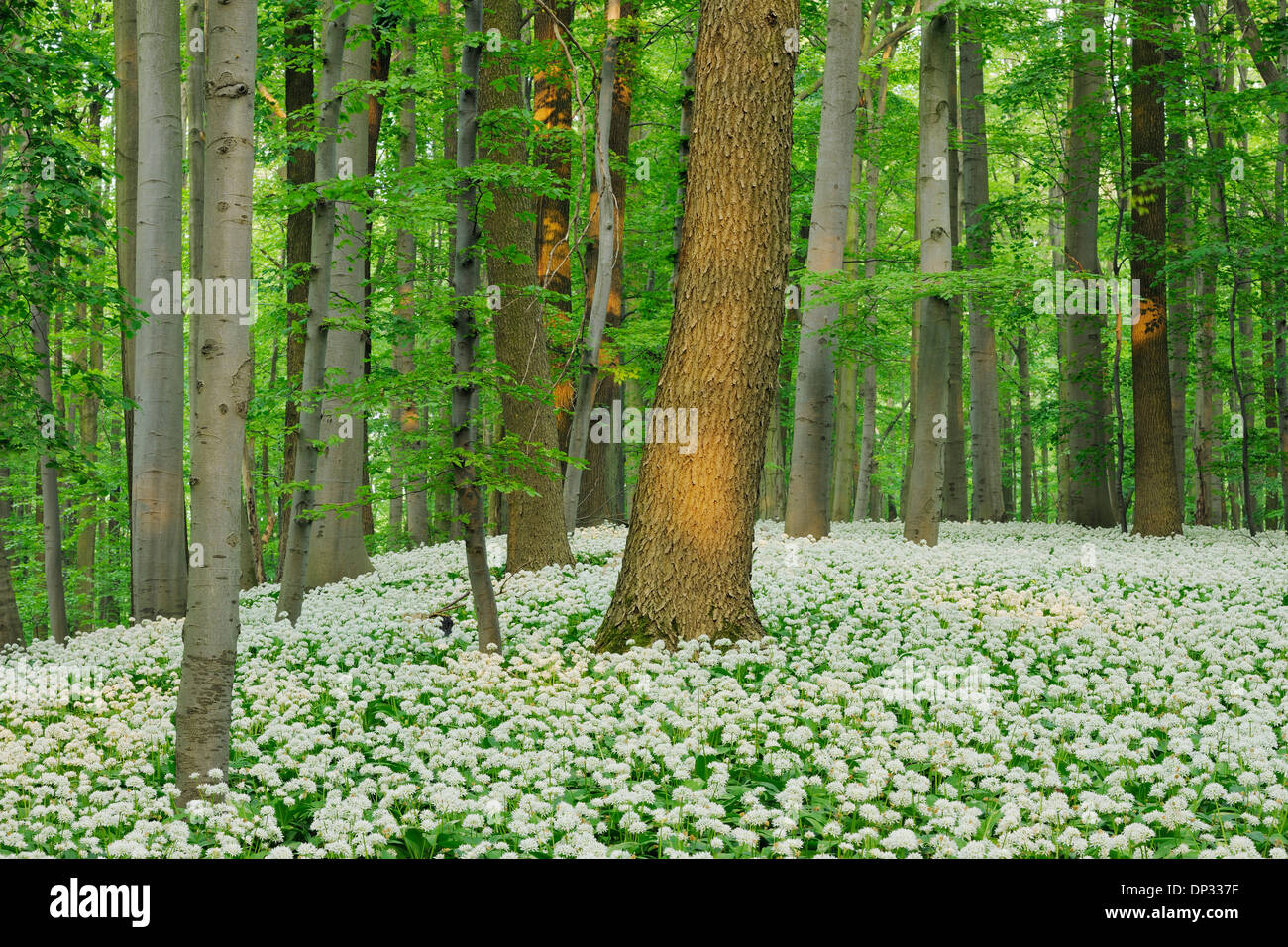 Ramsons (Allium ursinum) in European Beech (Fagus sylvatica) Forest in ...