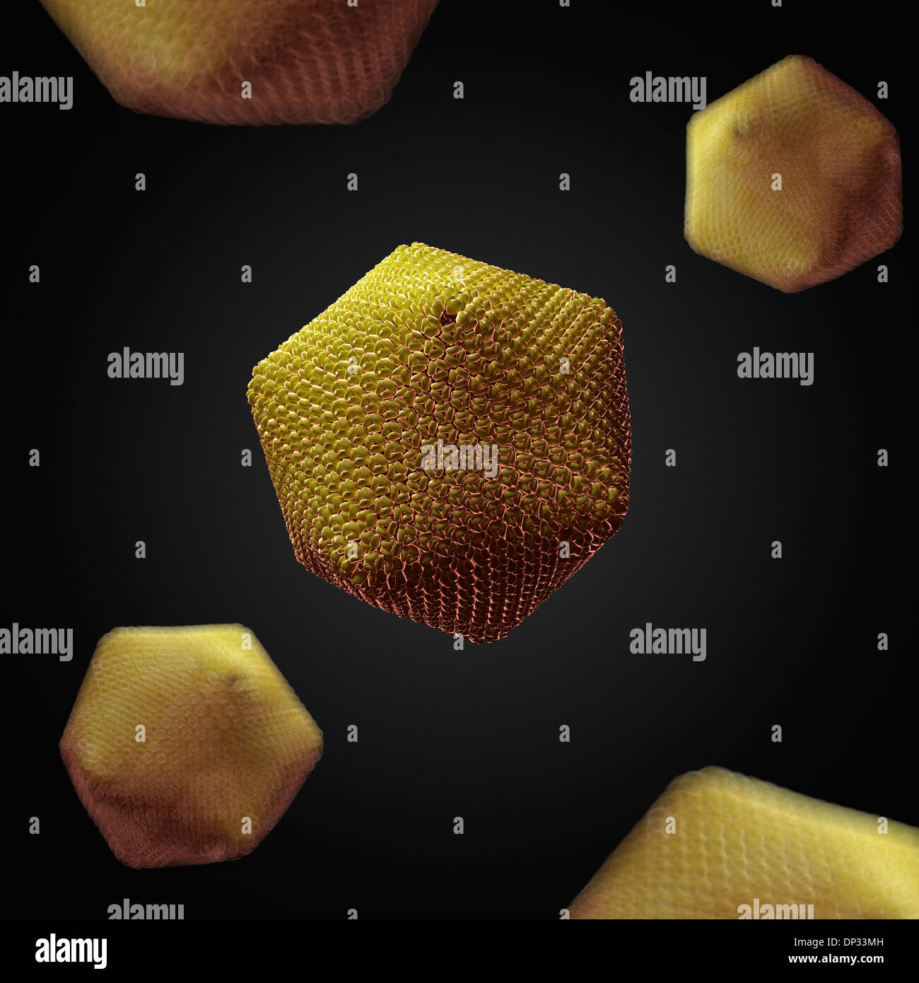 Paramecium paramecium hi-res stock photography and images - Alamy