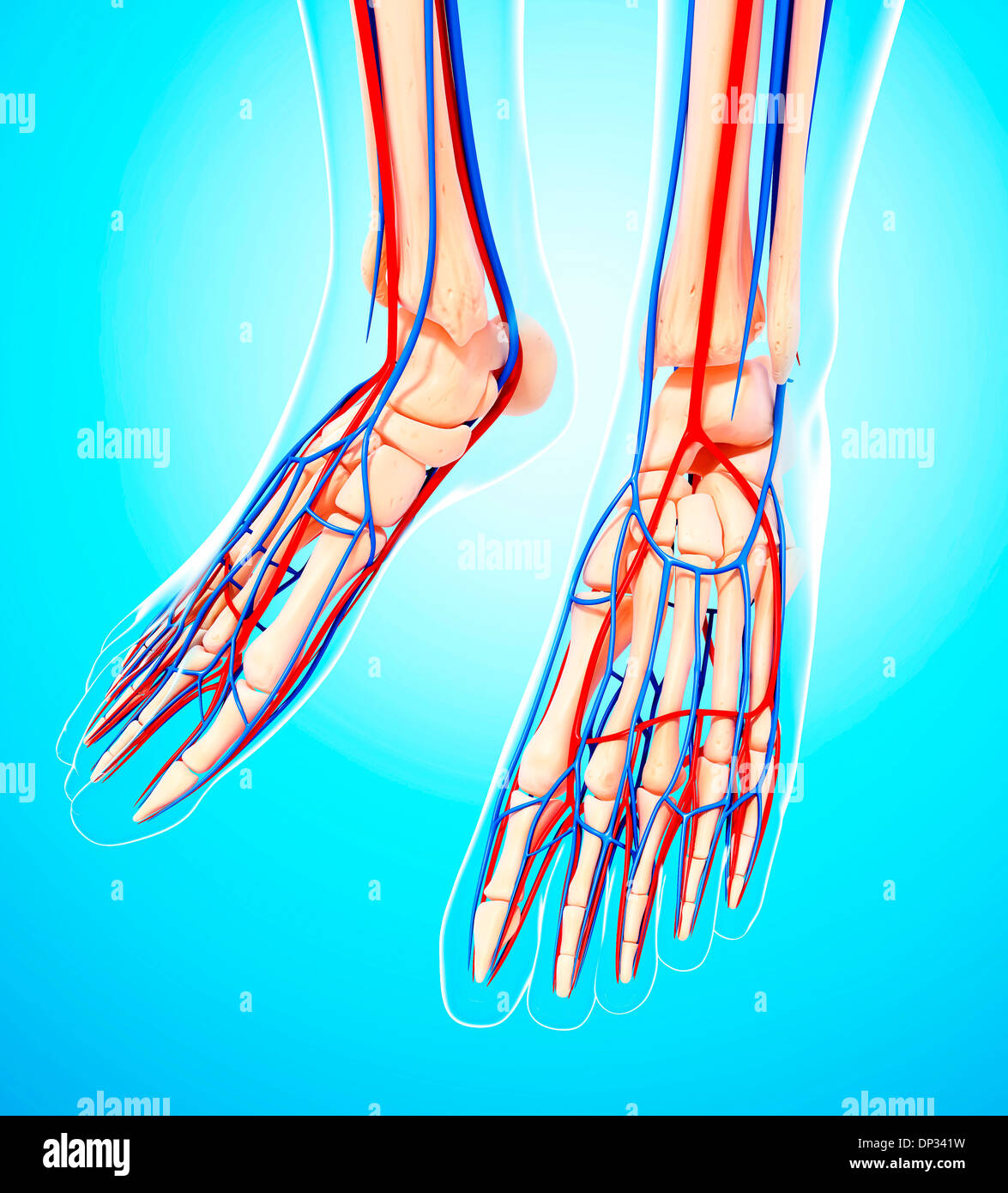 Human leg cardiovascular system, artwork Stock Photo - Alamy