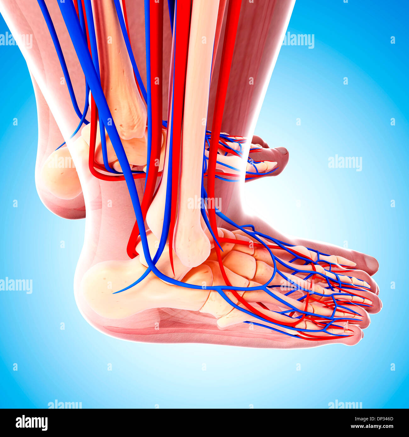 Human leg cardiovascular system, artwork Stock Photo - Alamy