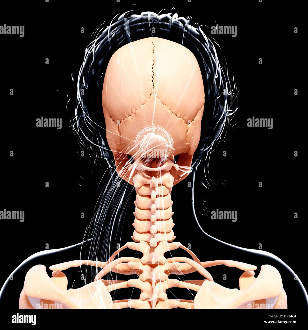 Female skeleton, artwork Stock Photo - Alamy