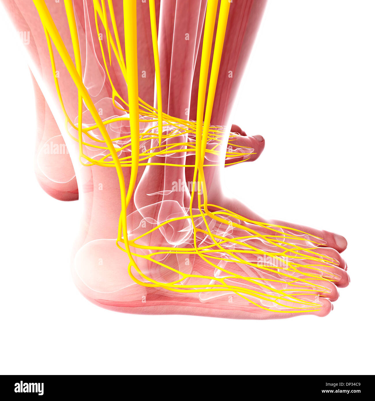Human foot nervous system, artwork Stock Photo - Alamy