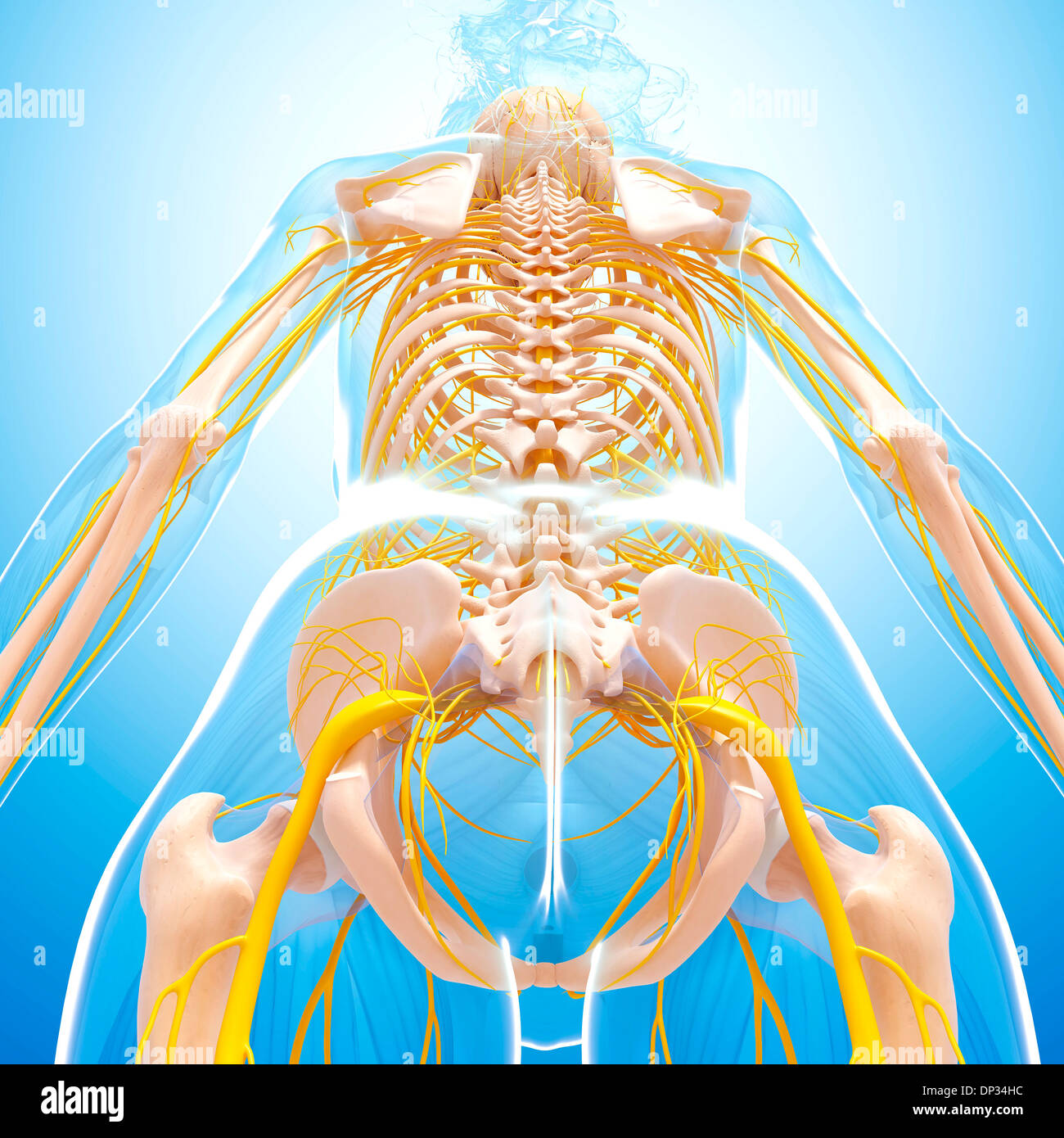 Female nervous system, artwork Stock Photo - Alamy