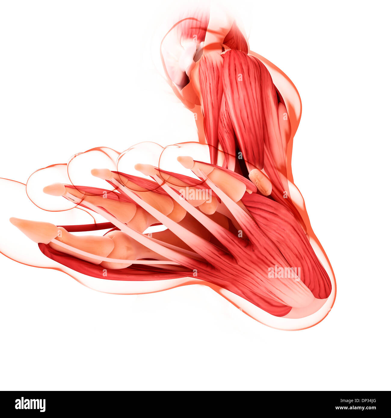 Muscle of the leg anterior view hi-res stock photography and images - Alamy