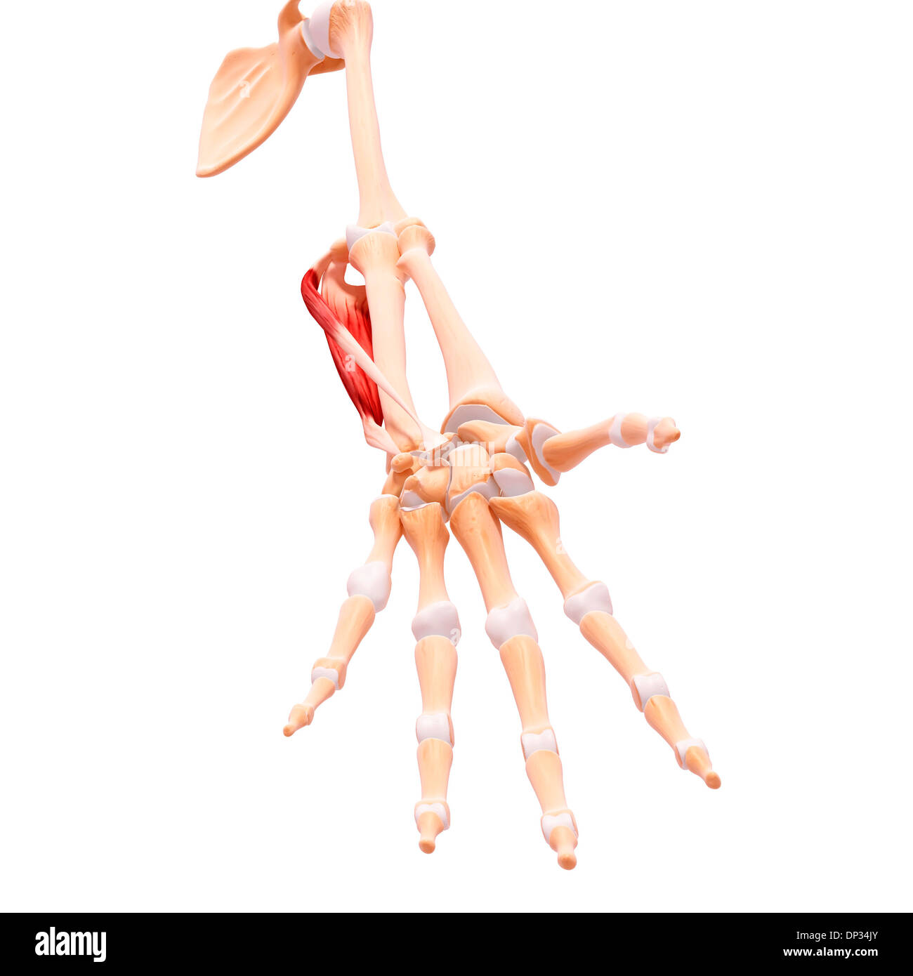 Human ulna arm bone illustration Cut Out Stock Images & Pictures - Alamy