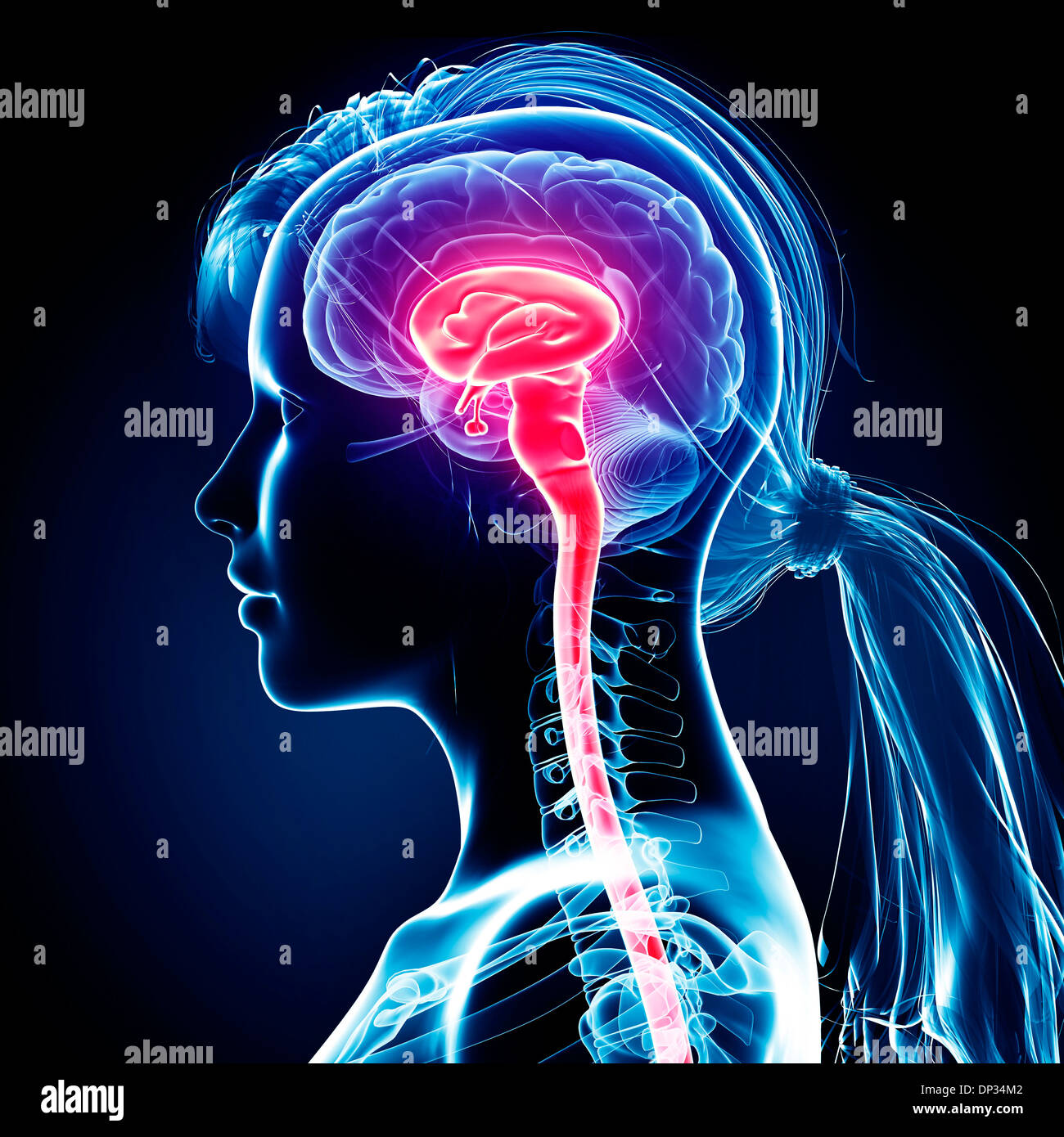 Female brain, artwork Stock Photo - Alamy