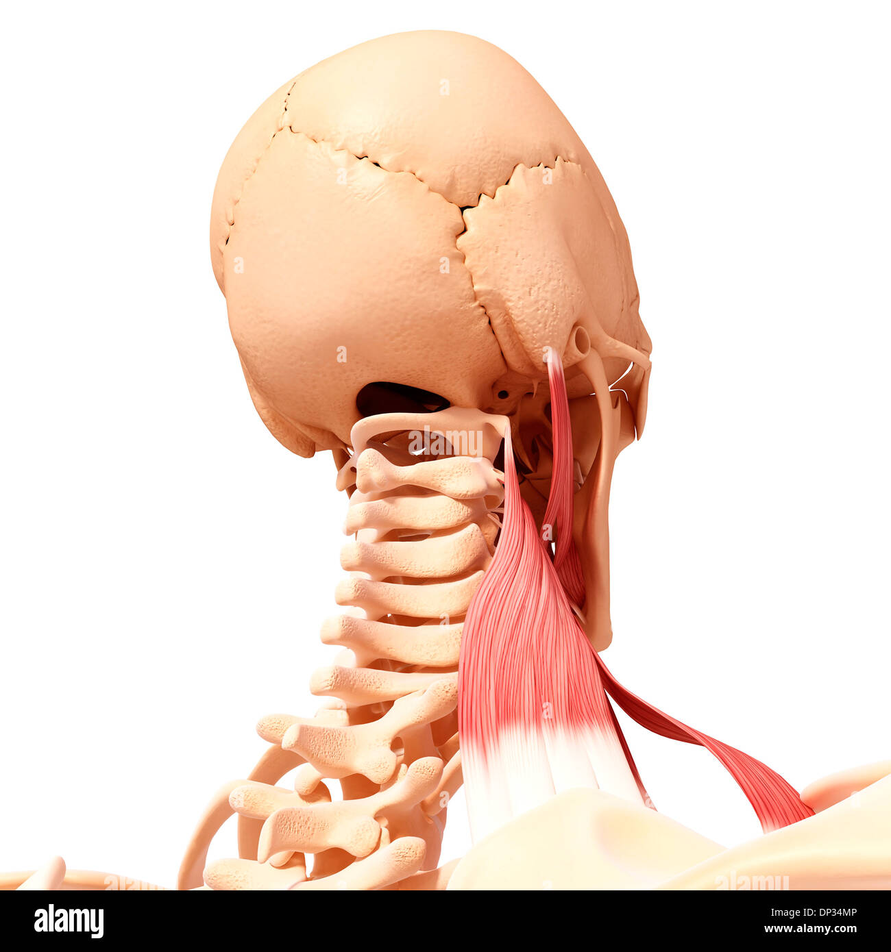 Human neck musculature, artwork Stock Photo - Alamy