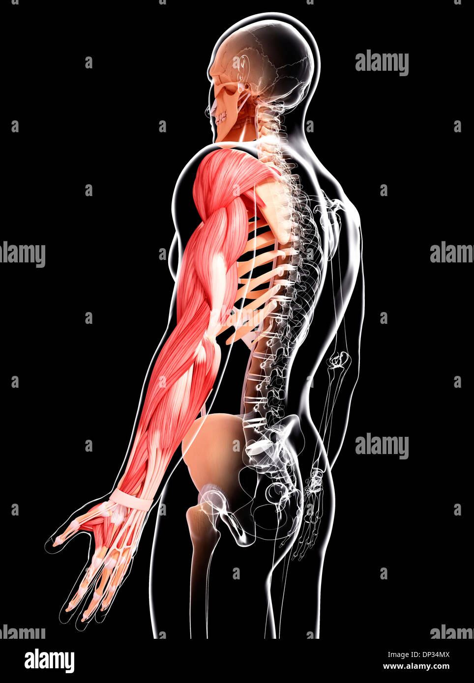 Human arm musculature, artwork Stock Photo - Alamy