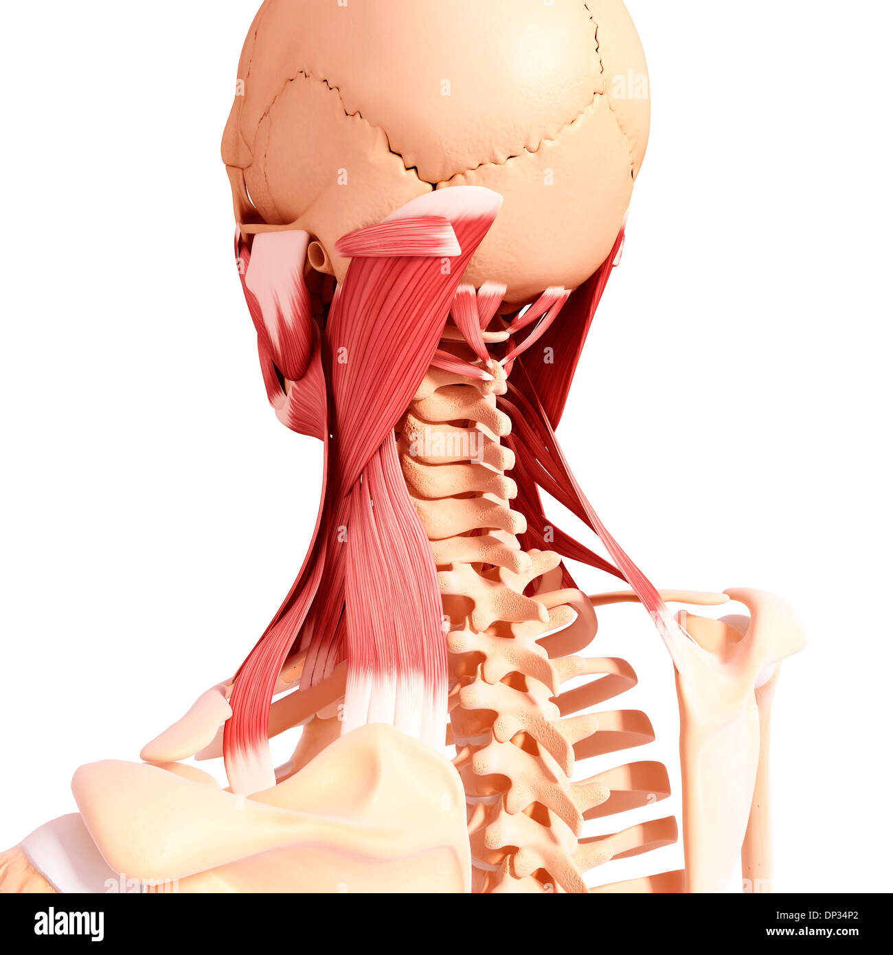 Human neck musculature, artwork Stock Photo - Alamy