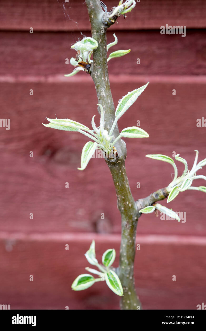Young buds on pear hi-res stock photography and images - Alamy