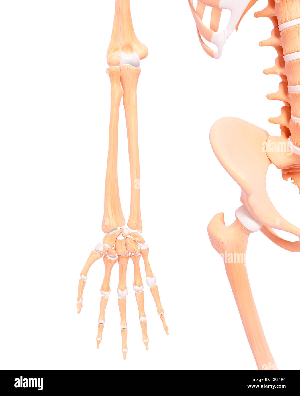 Human arm bones, artwork Stock Photo - Alamy