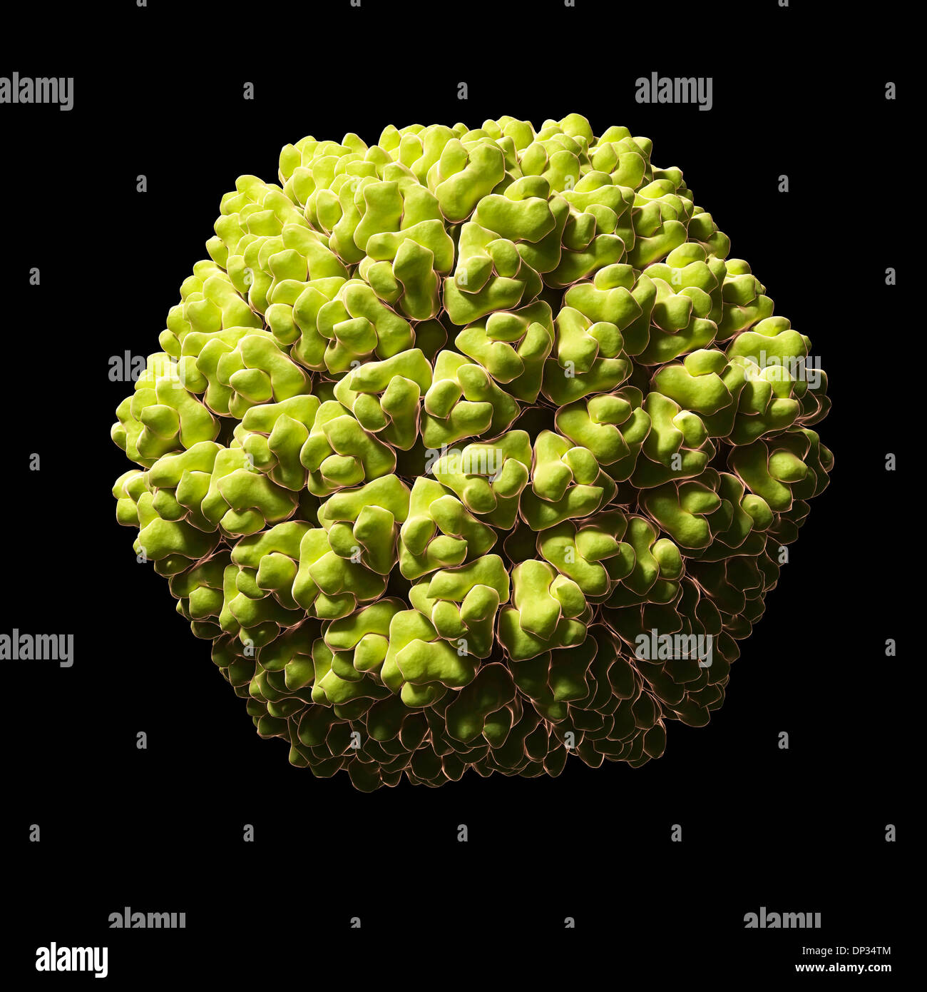 Rice dwarf virus hi-res stock photography and images - Alamy