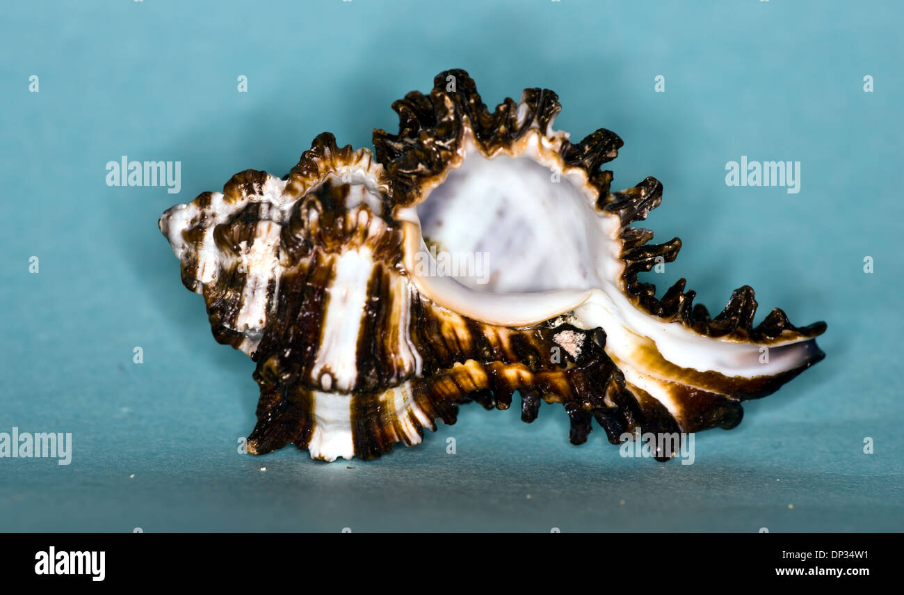 Murex hi-res stock photography and images - Alamy