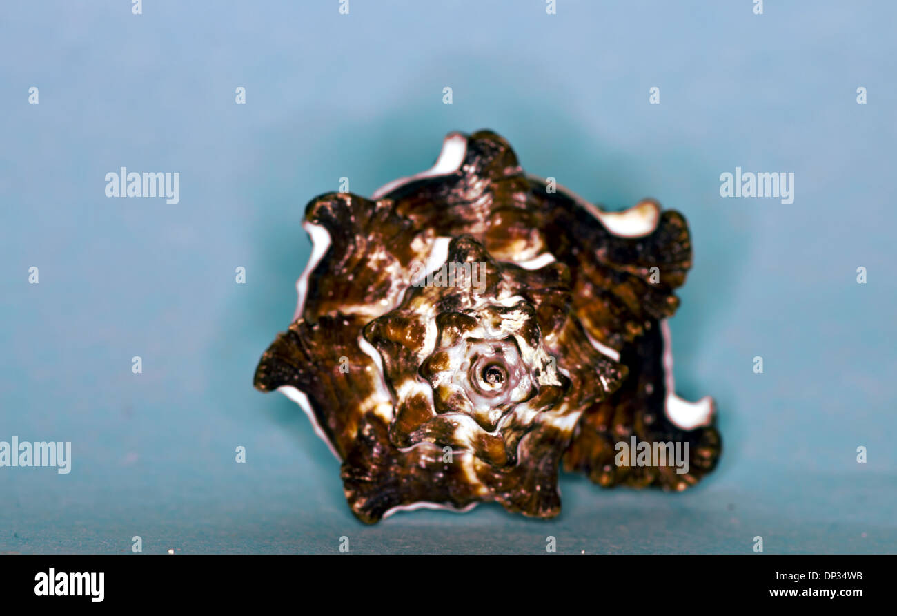 Endive murex shells hi-res stock photography and images - Alamy