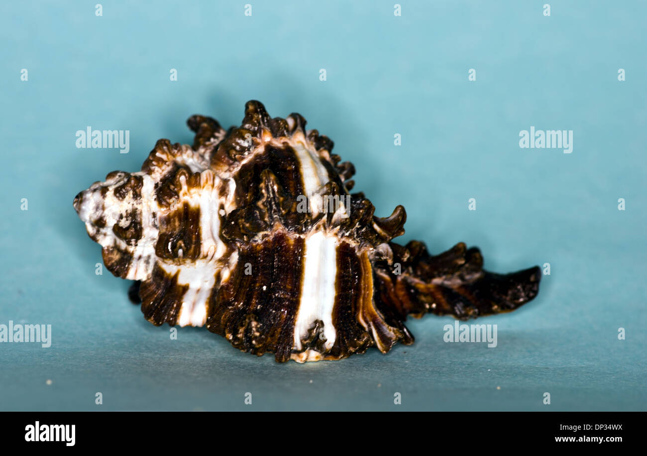 Endive murex shells hi-res stock photography and images - Alamy