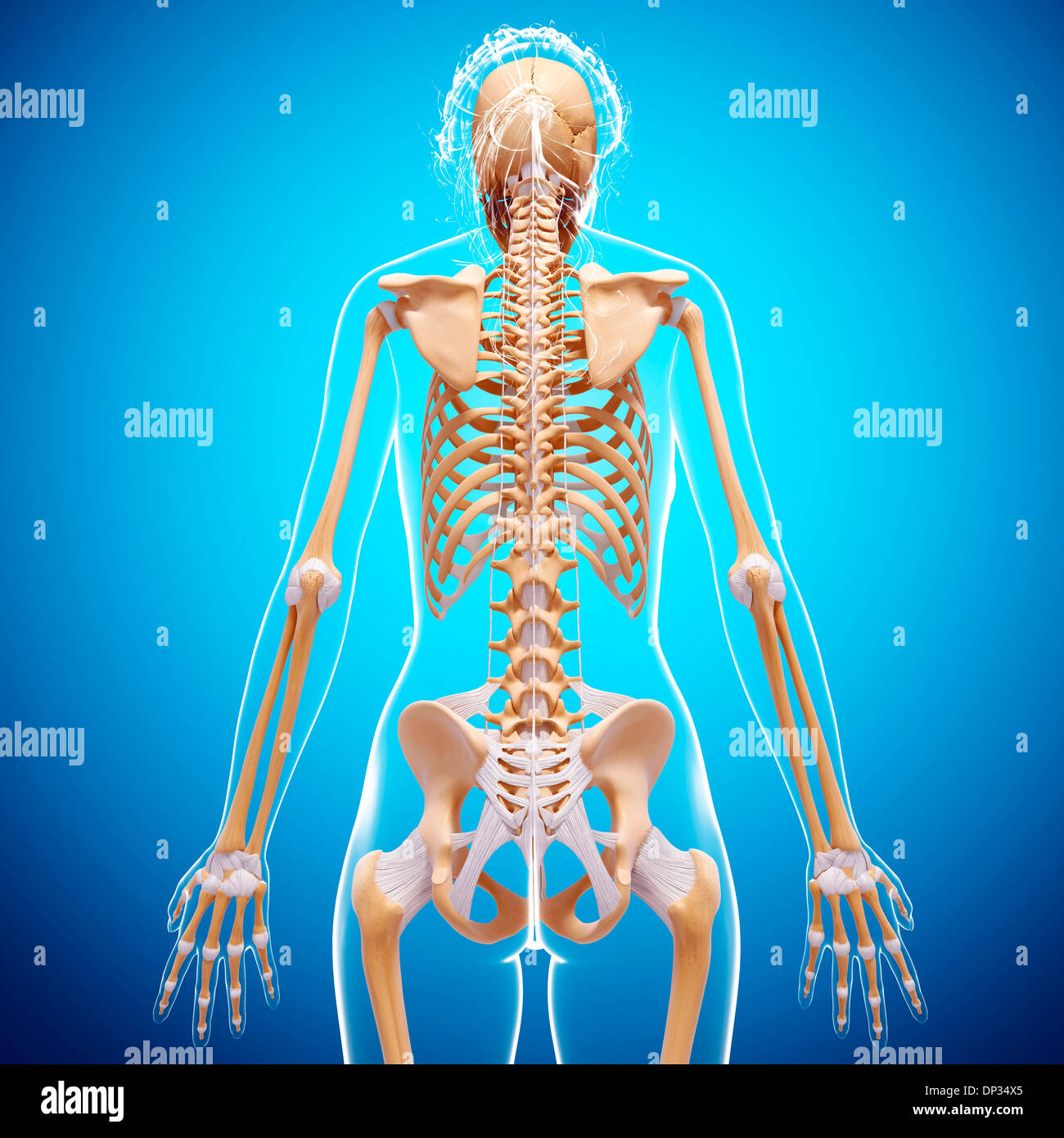Female skeleton, artwork Stock Photo - Alamy