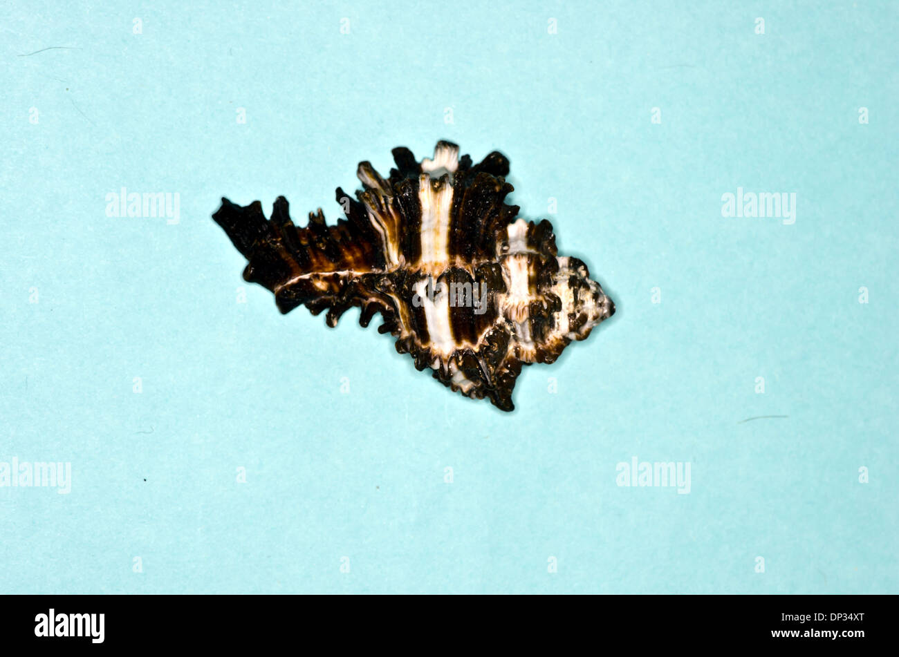 Endive murex shells hi-res stock photography and images - Alamy
