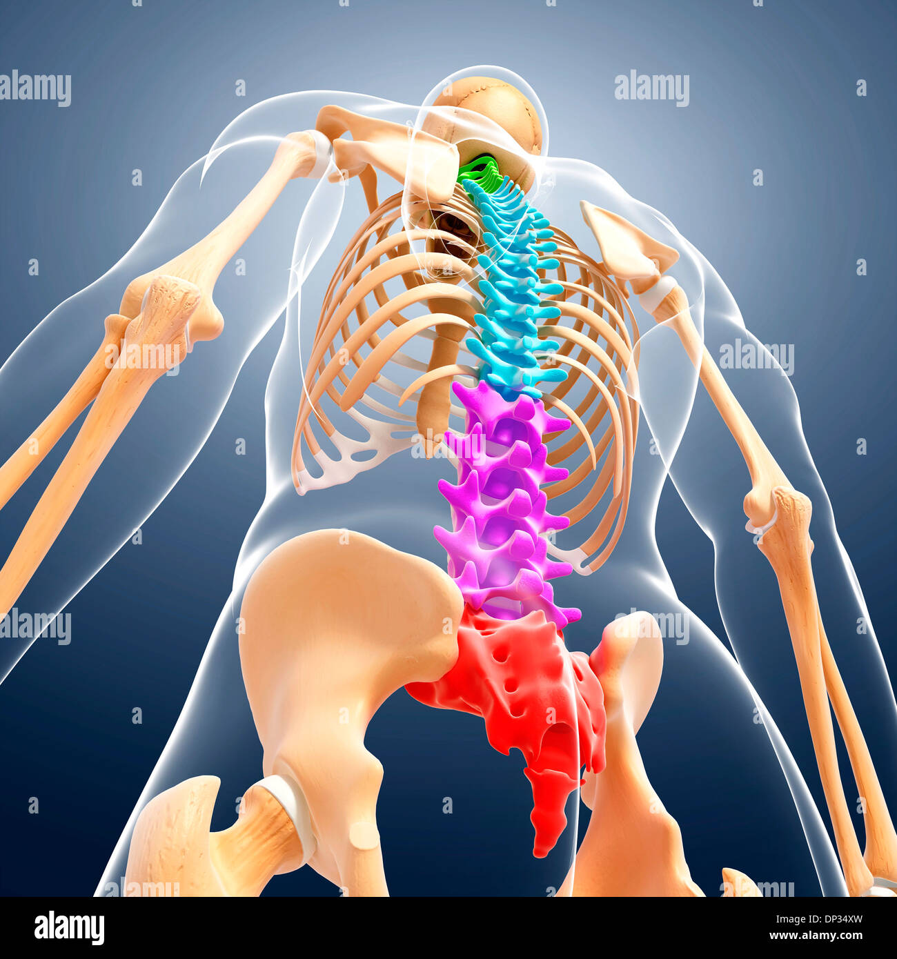 Human skeleton, artwork Stock Photo - Alamy
