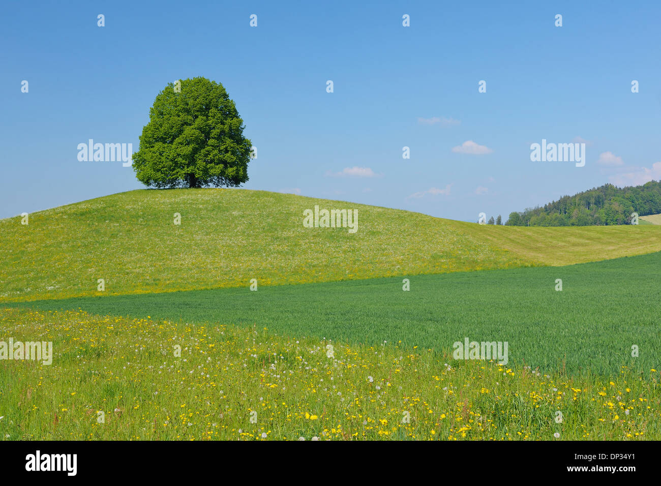 Lime Tree on Hill in Meadow, Canton of Bern, Switzerland Stock Photo ...