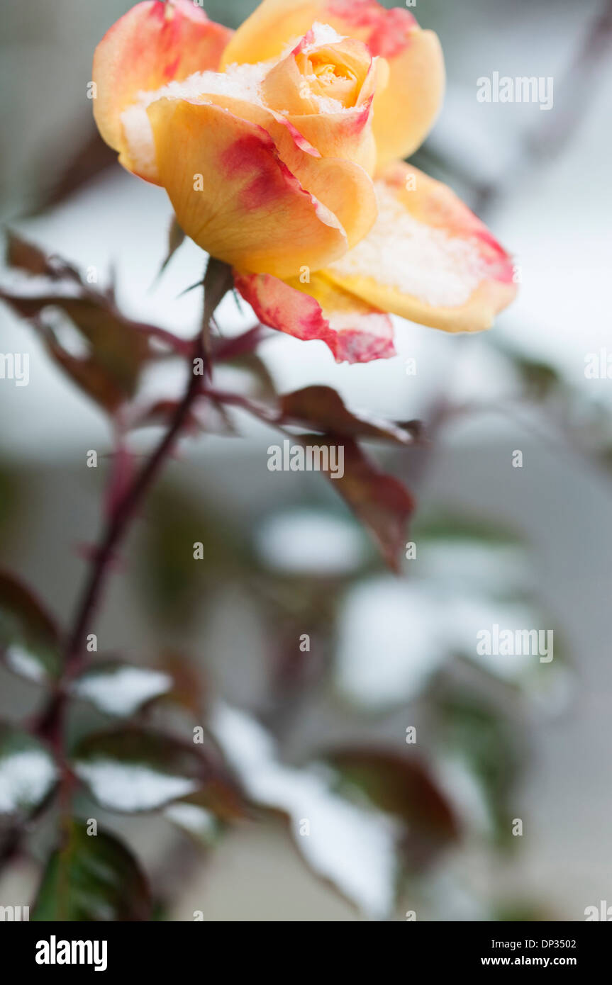 Frosty rose petals hi-res stock photography and images - Alamy