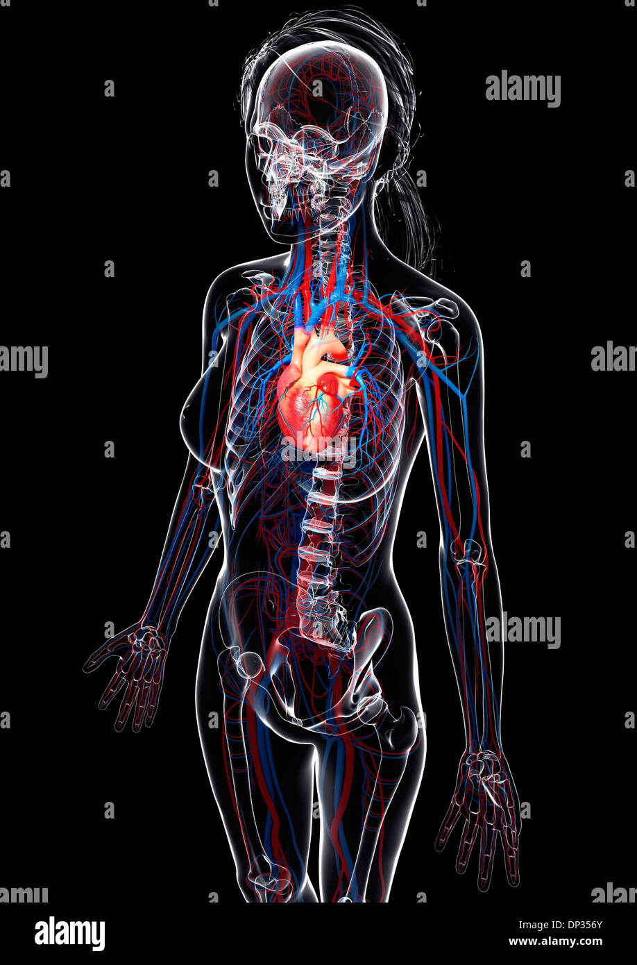 Female cardiovascular system, artwork Stock Photo - Alamy