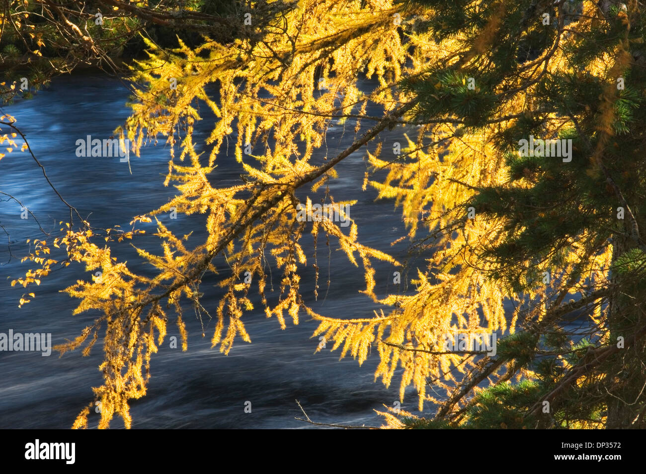 Larch trees scotland hi-res stock photography and images - Alamy