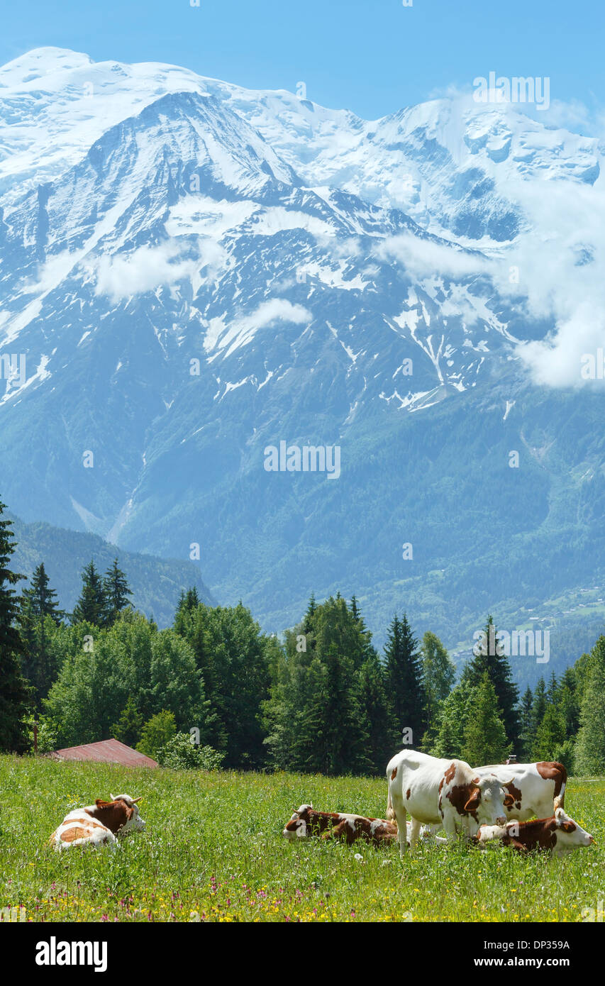 Herd cows on blossoming glade and Mont Blanc mountain massif (Chamonix ...