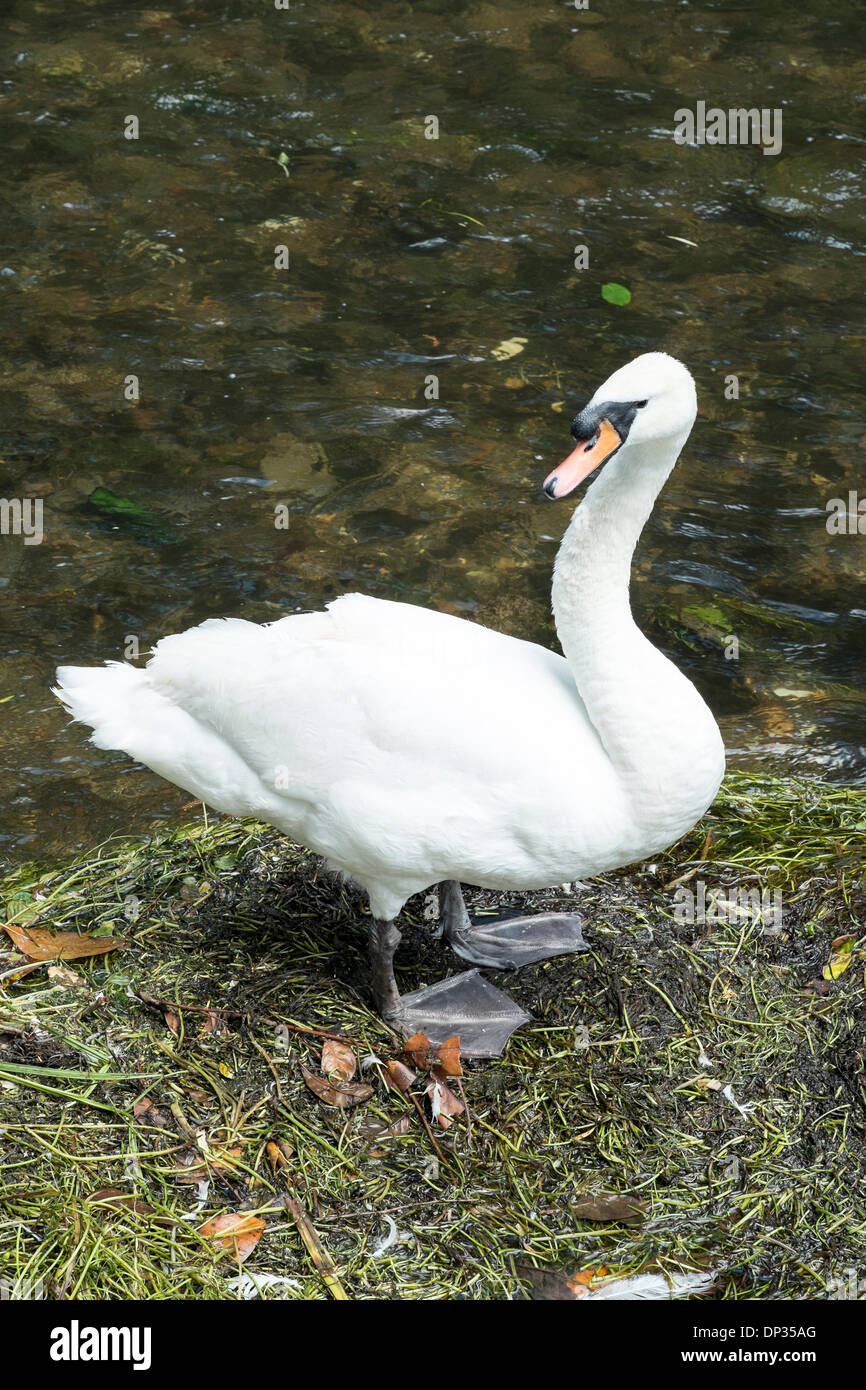 Adult Mute Swan standing on a raft of river weed Stock Photo - Alamy