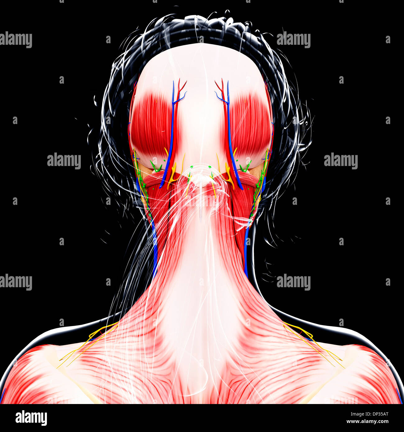 Occipitofrontalis muscle hi-res stock photography and images - Alamy