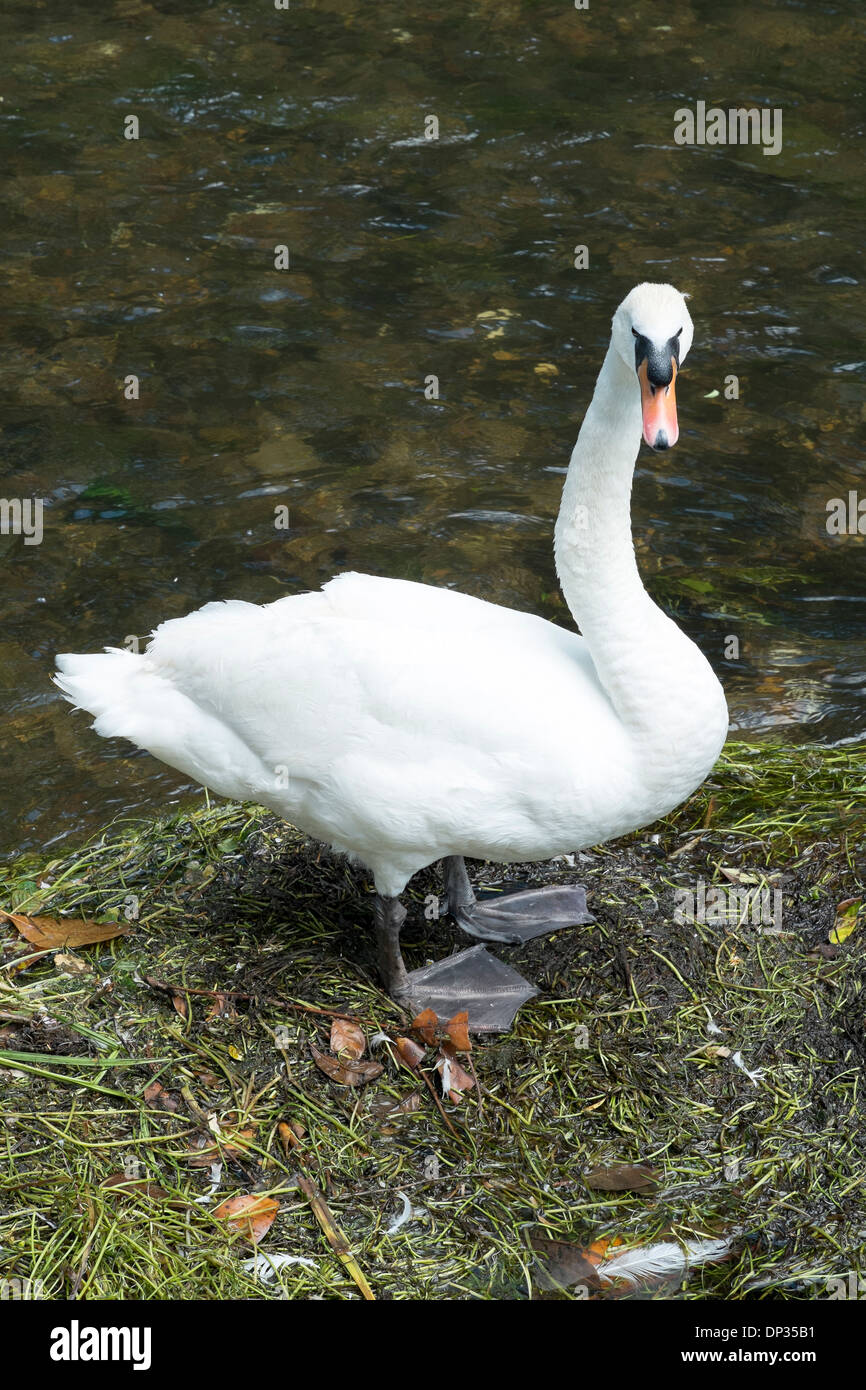 Adult Mute Swan standing on a raft of river weed Stock Photo - Alamy