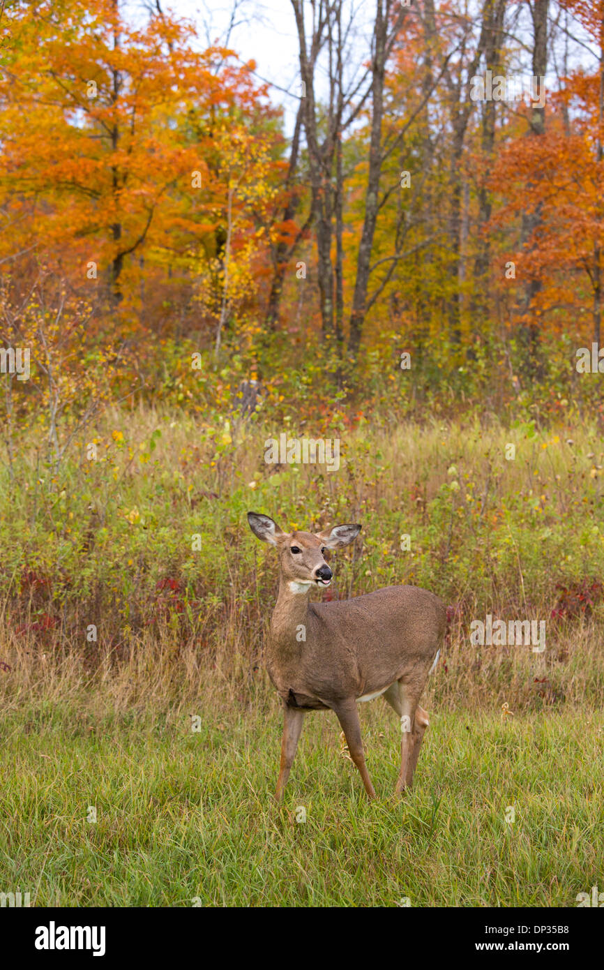 White-tailed doe in an autumn meadow Stock Photo - Alamy