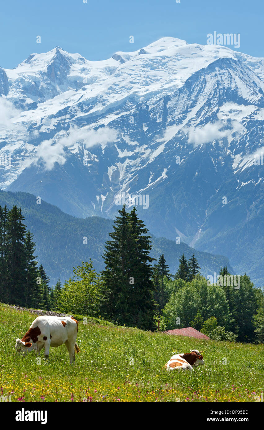 Herd cows on blossoming glade and Mont Blanc mountain massif (Chamonix ...