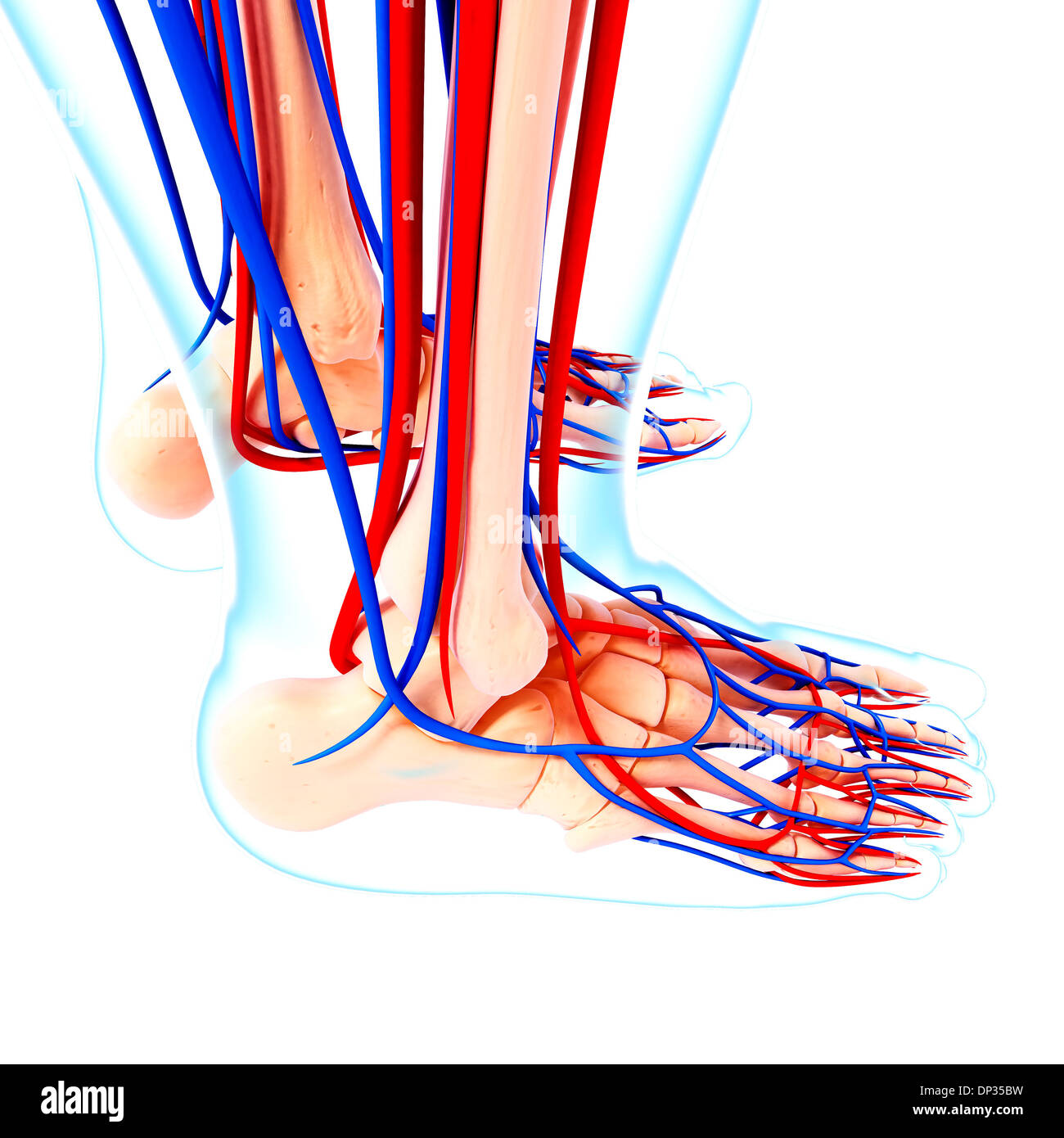 Foot cardiovascular system, artwork Stock Photo - Alamy