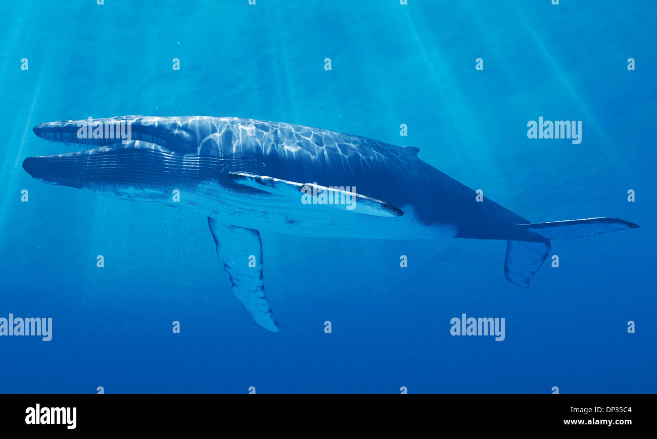 Blue whale, artwork Stock Photo - Alamy