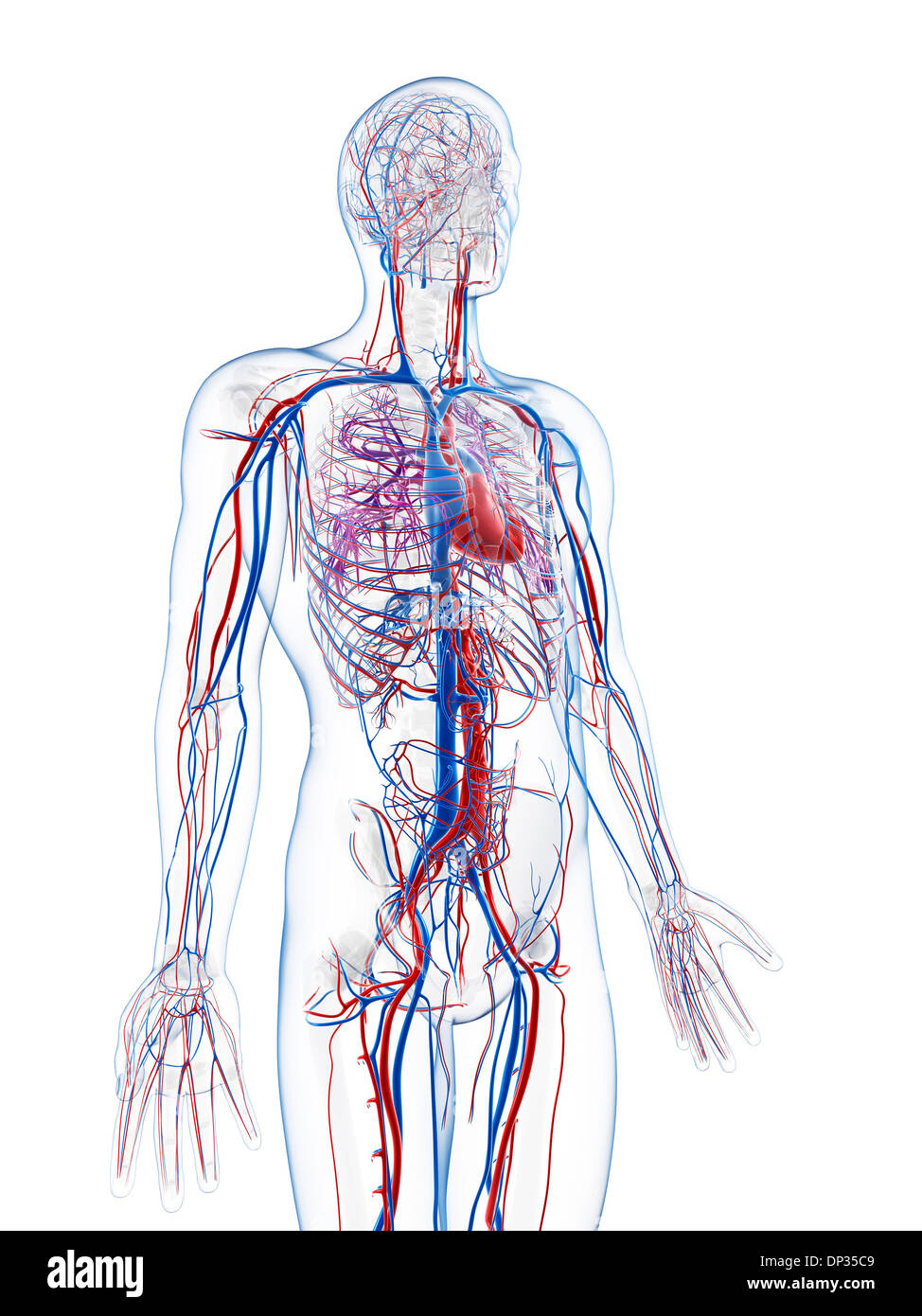 Male vascular system, artwork Stock Photo - Alamy