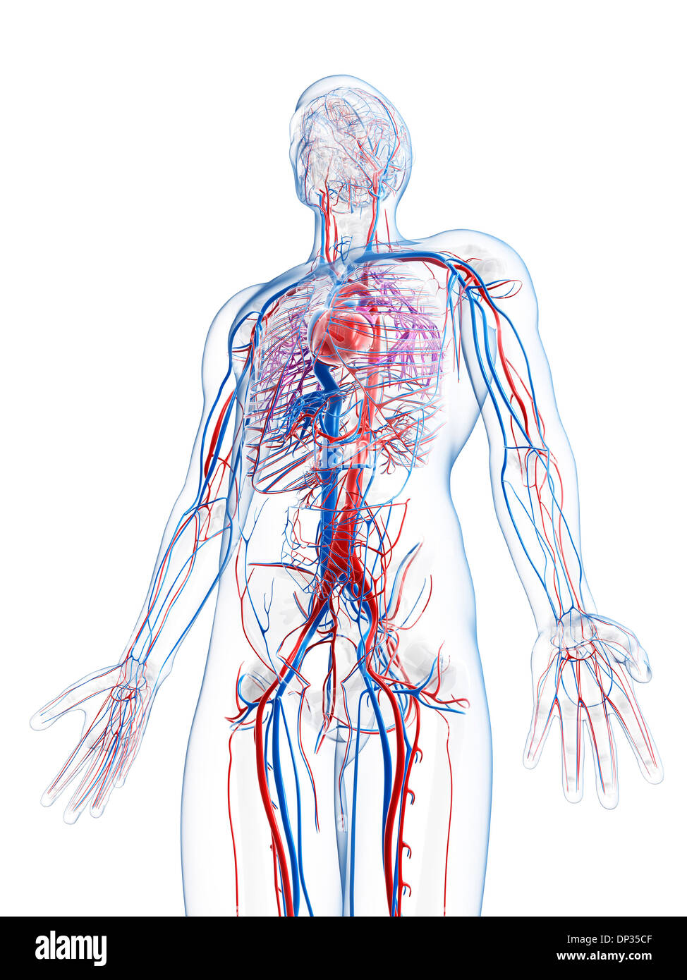 Male vascular system, artwork Stock Photo - Alamy