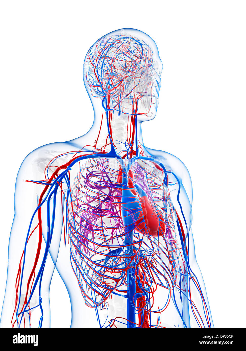 Male vascular system, artwork Stock Photo - Alamy