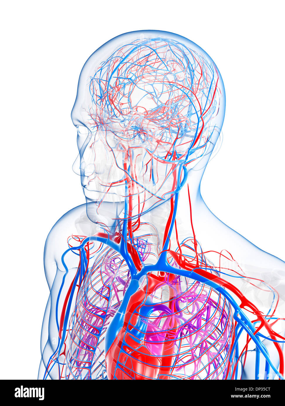 Male vascular system, artwork Stock Photo - Alamy