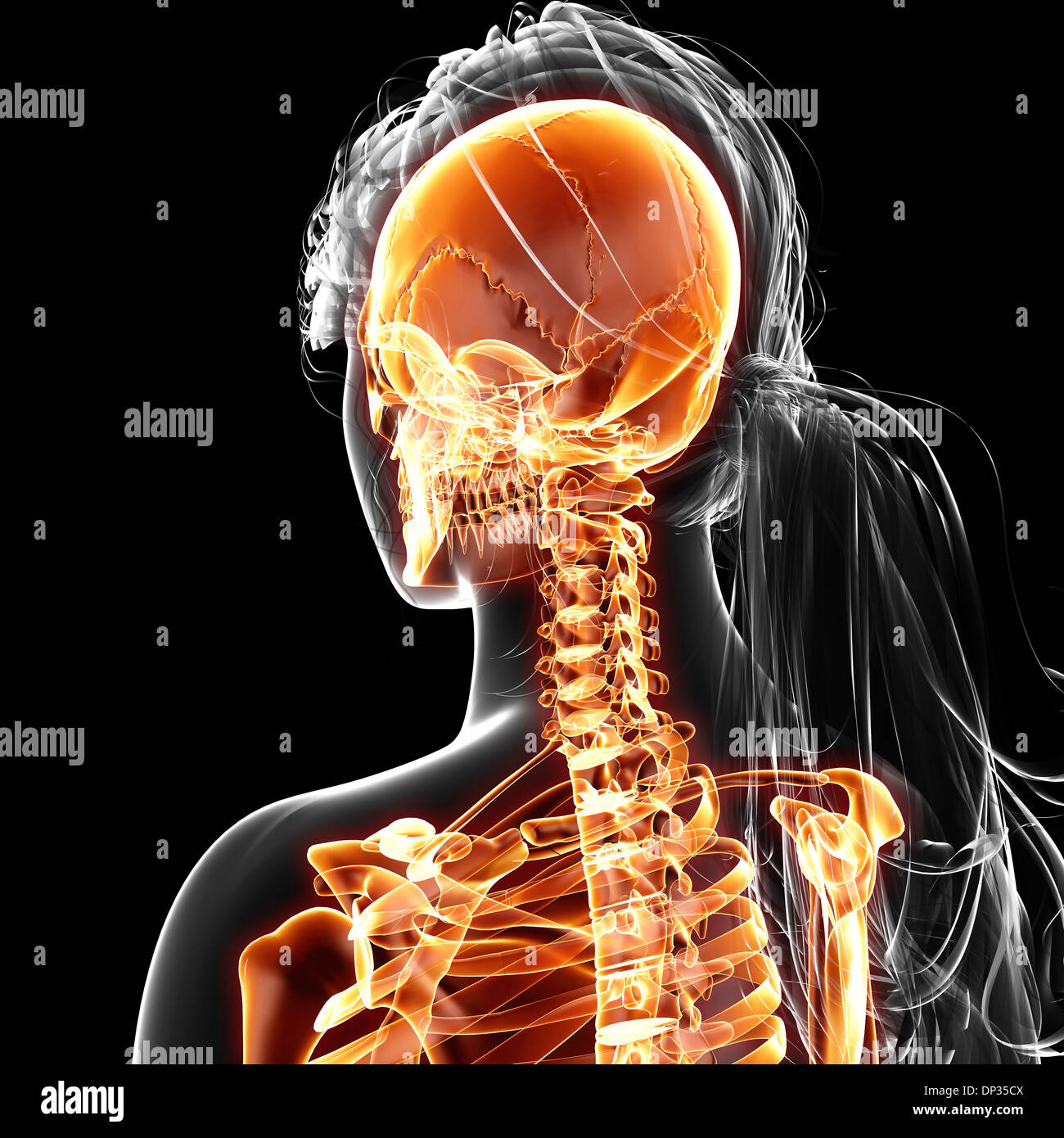 Female skeleton, artwork Stock Photo - Alamy