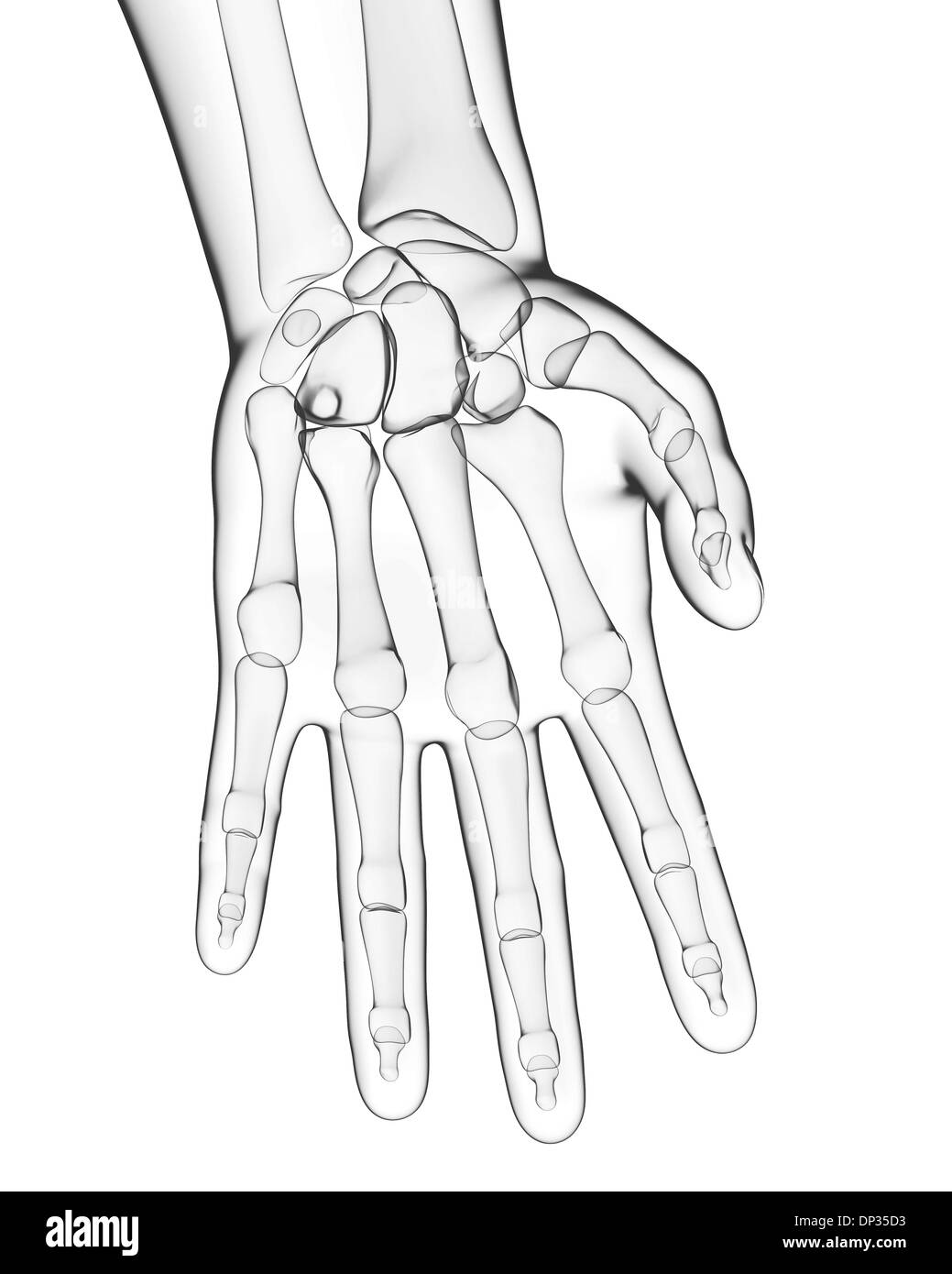 Human hand bones, artwork Stock Photo - Alamy