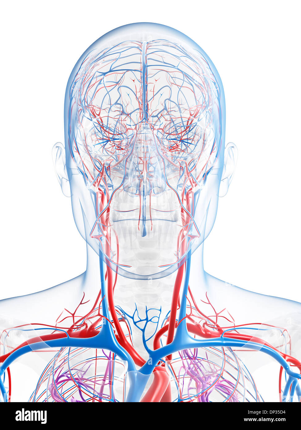 Male vascular system, artwork Stock Photo - Alamy