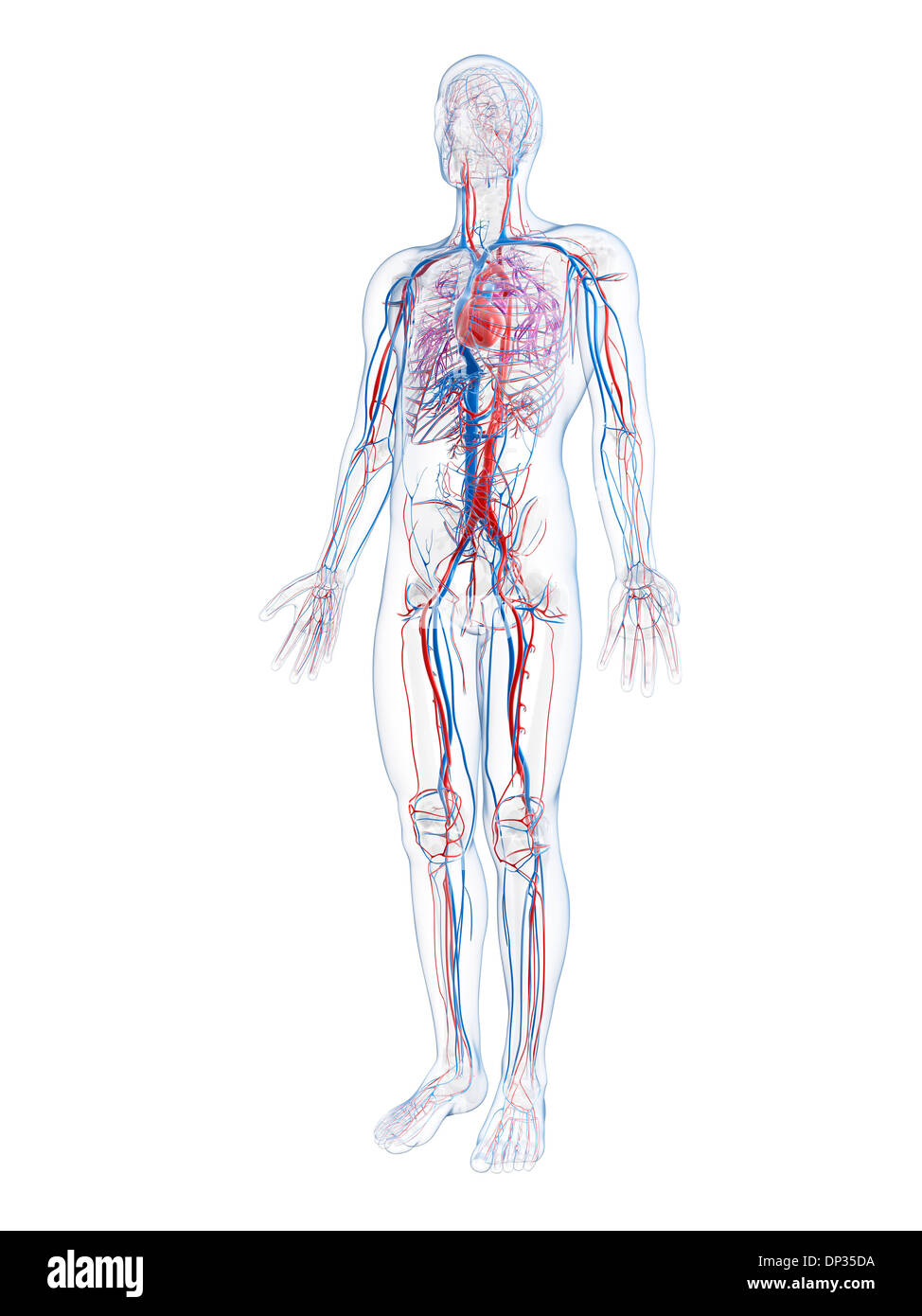 Male vascular system, artwork hi-res stock photography and images - Alamy