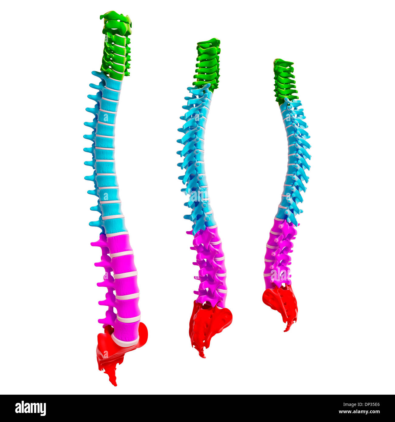 Human spine, artwork Stock Photo - Alamy