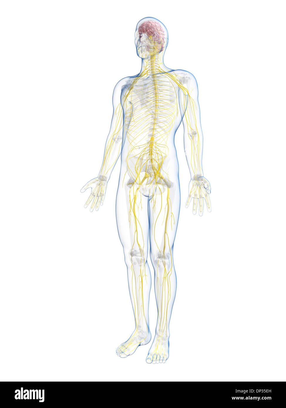 Full body view male nervous hi-res stock photography and images - Alamy