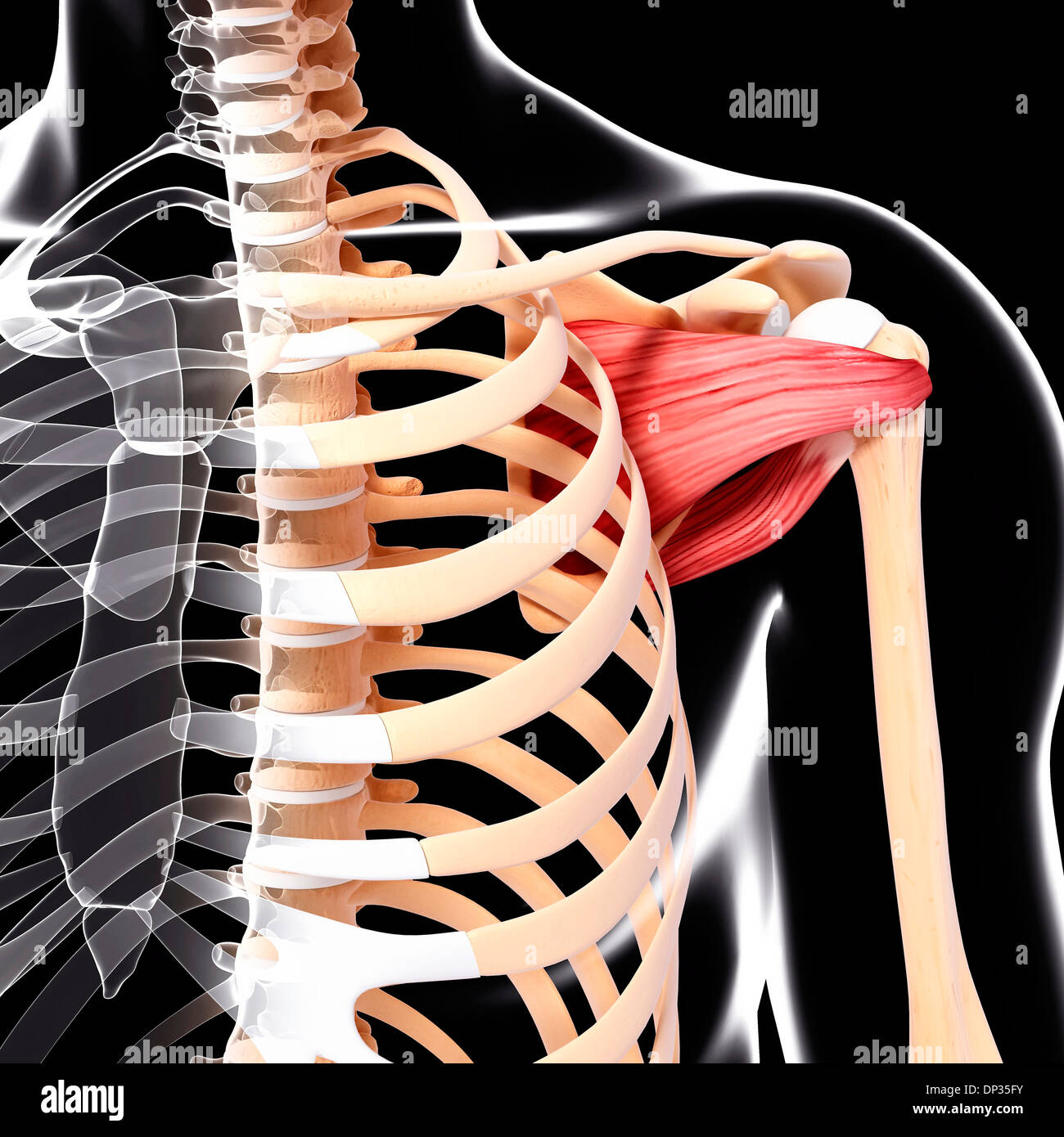 Human shoulder musculature, artwork Stock Photo - Alamy