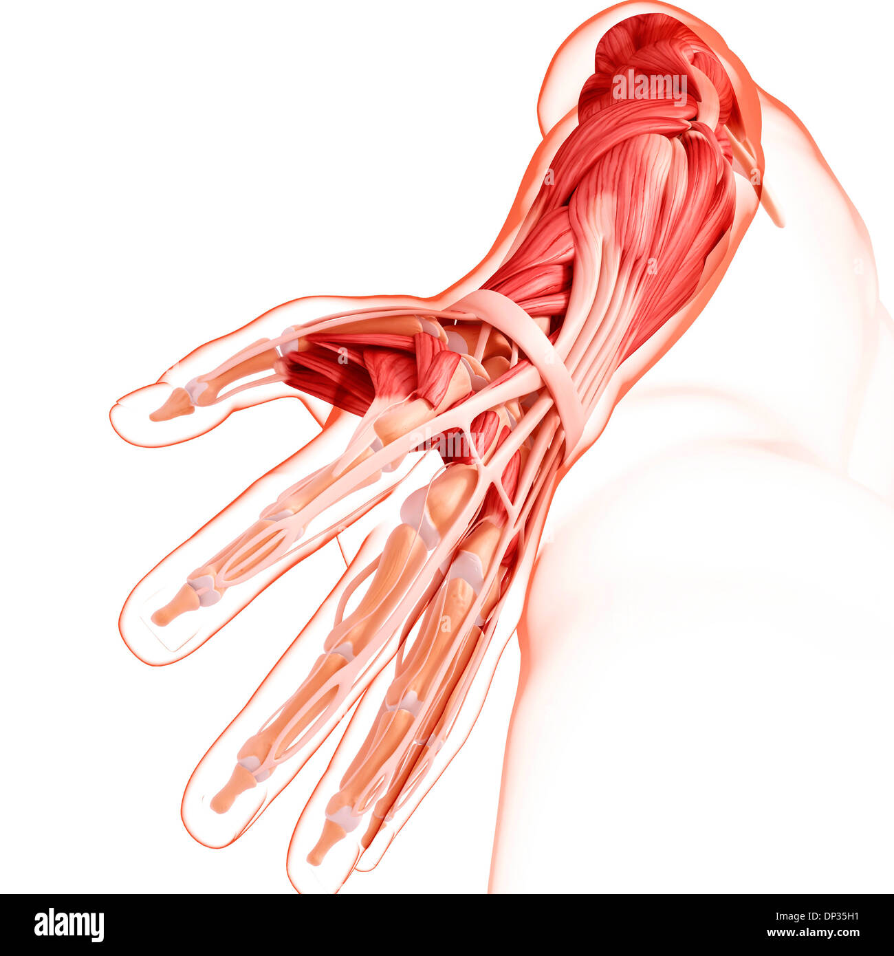 Human arm musculature, artwork Stock Photo - Alamy