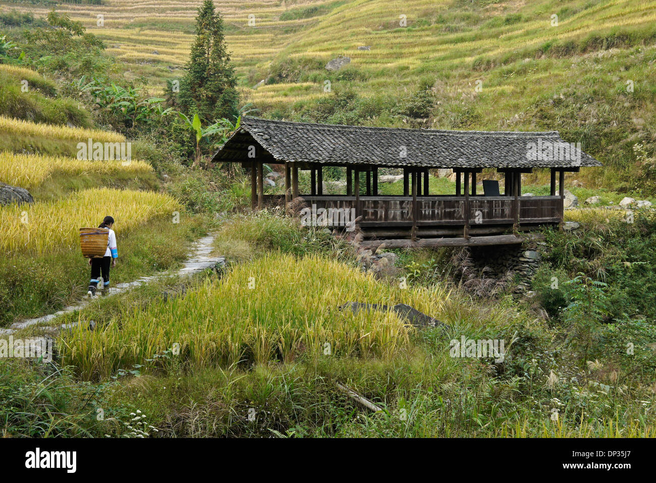 Old covered bridge in Longsheng (Longji) rice terraces, Guangxi, China ...
