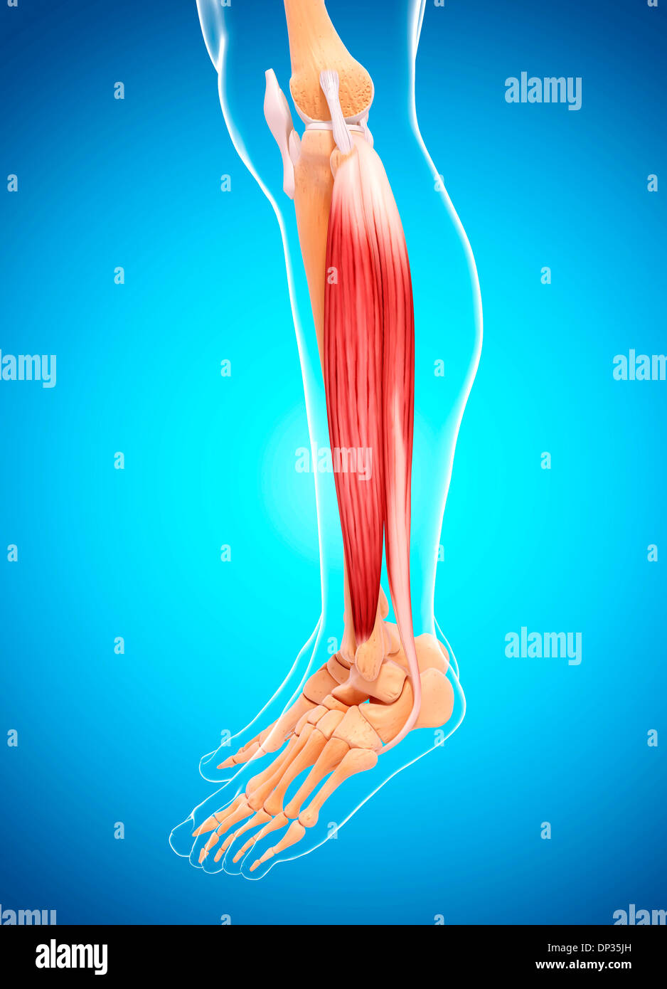 Human leg musculature, artwork Stock Photo - Alamy