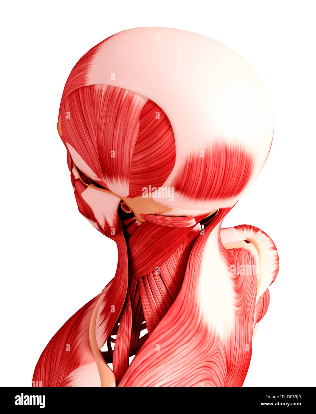 Occipitofrontalis muscle hi-res stock photography and images - Alamy